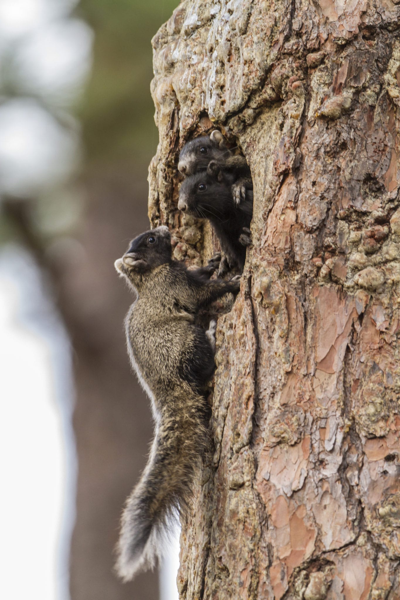 Species Diversity – The Longleaf Alliance