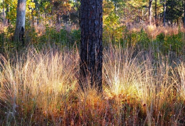 Species Diversity – The Longleaf Alliance