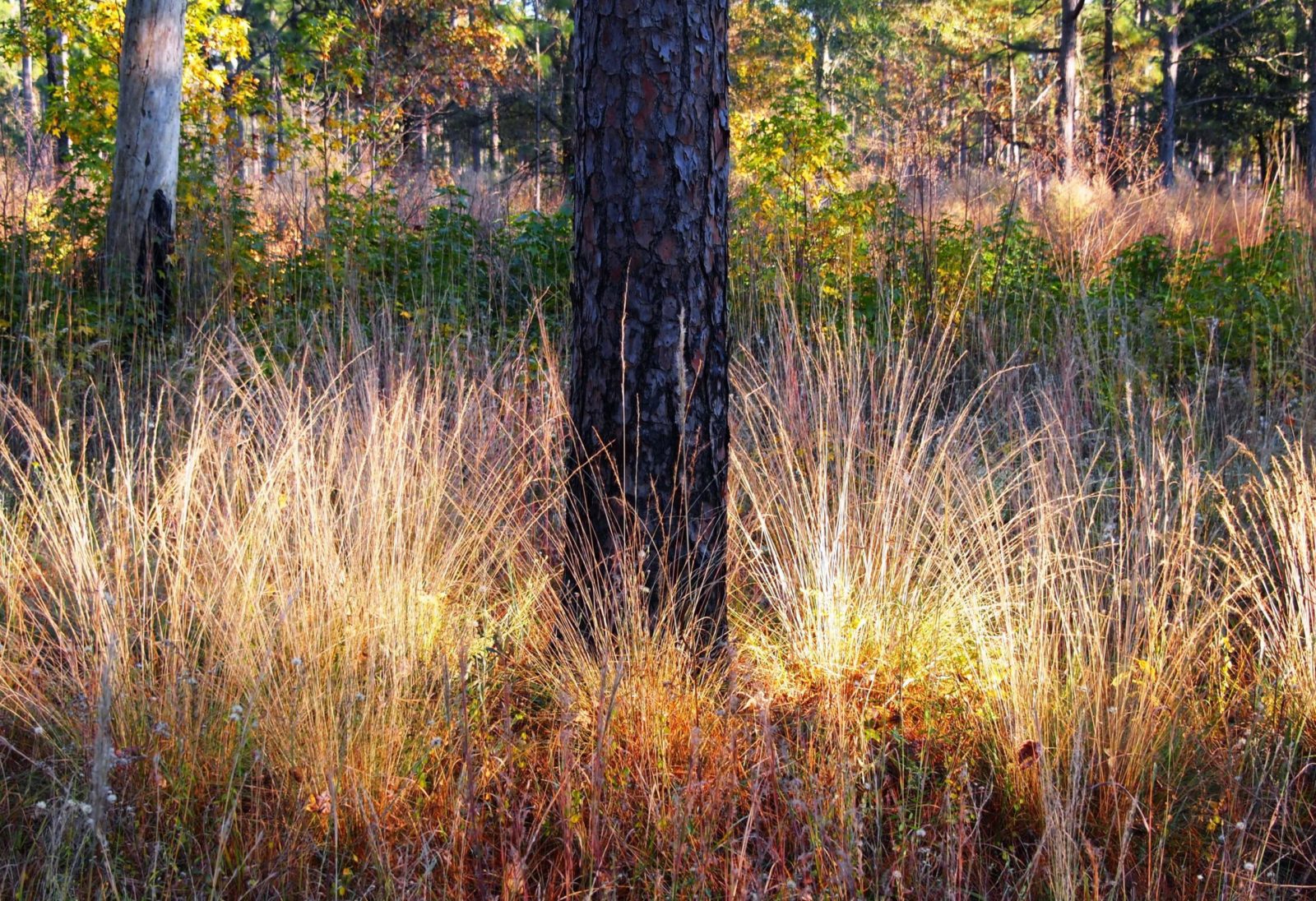 Photo Gallery – The Longleaf Alliance
