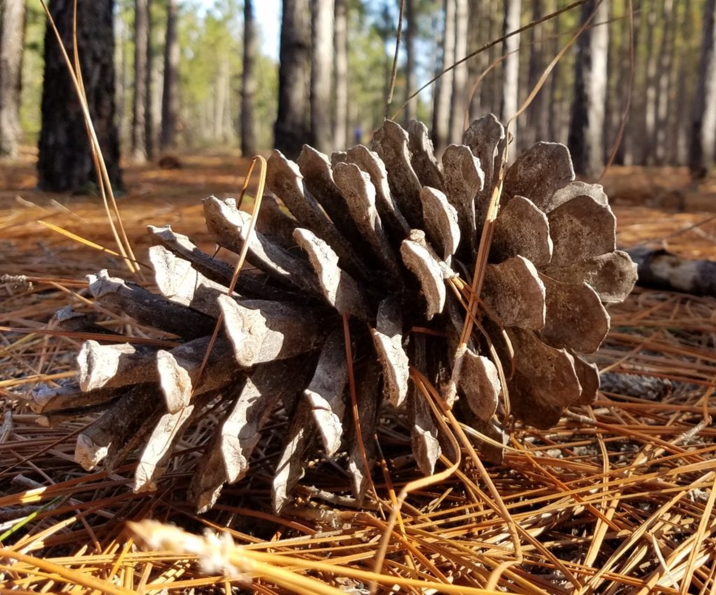 The Tree – The Longleaf Alliance