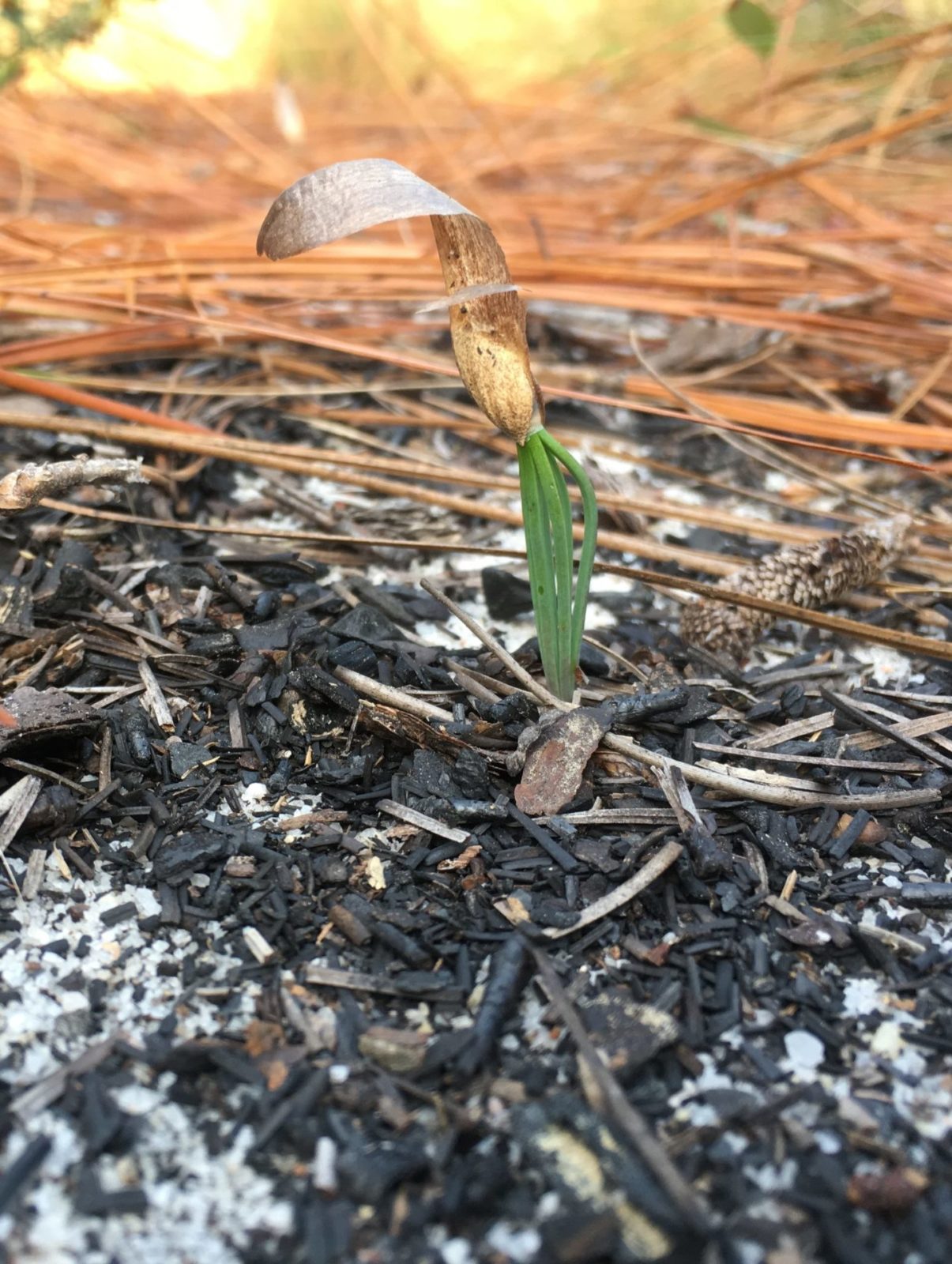 Built by Fire – The Longleaf Alliance