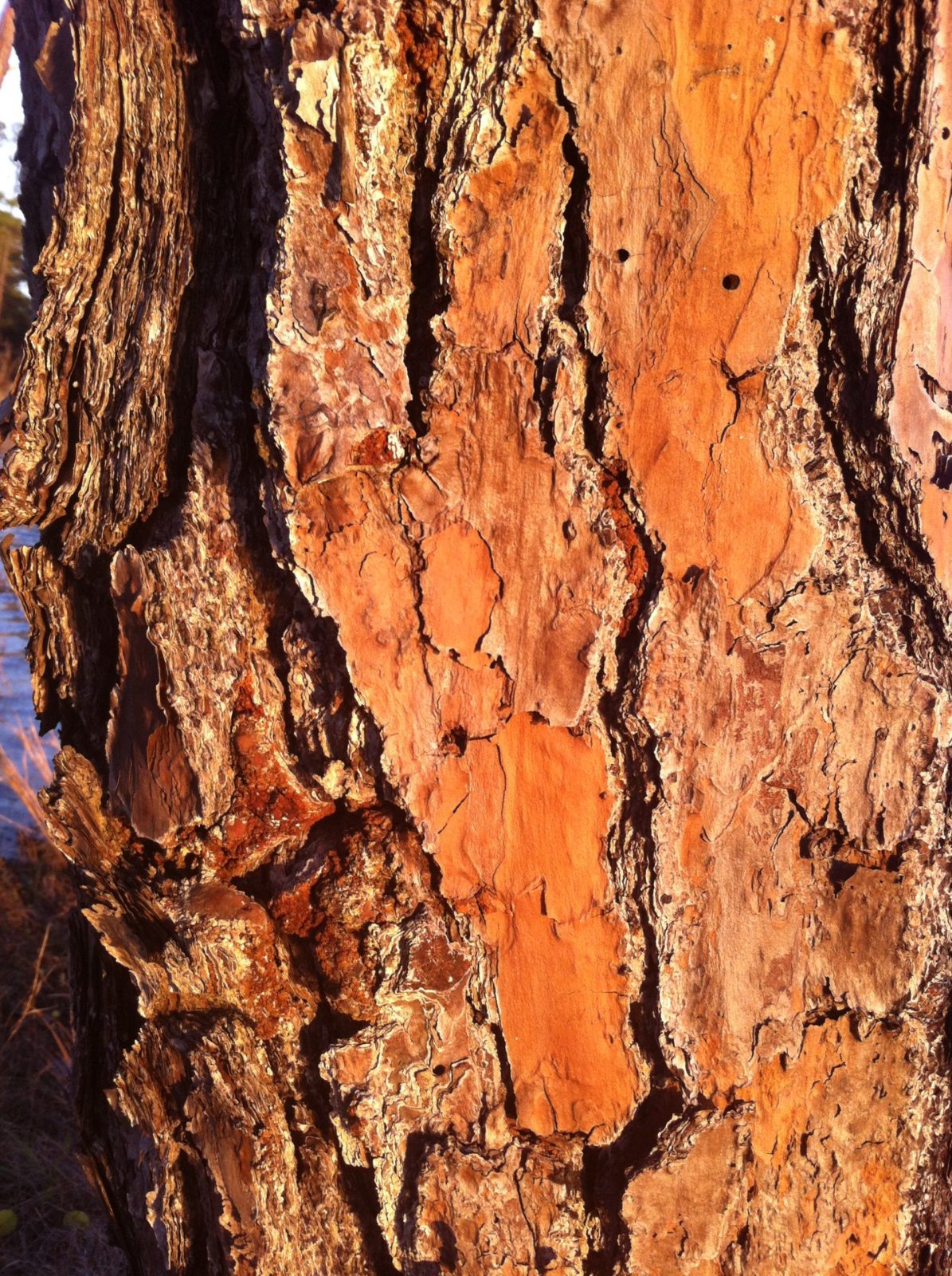 The Tree – The Longleaf Alliance