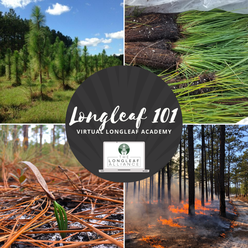 Longleaf 101 Virtual Academy – The Longleaf Alliance
