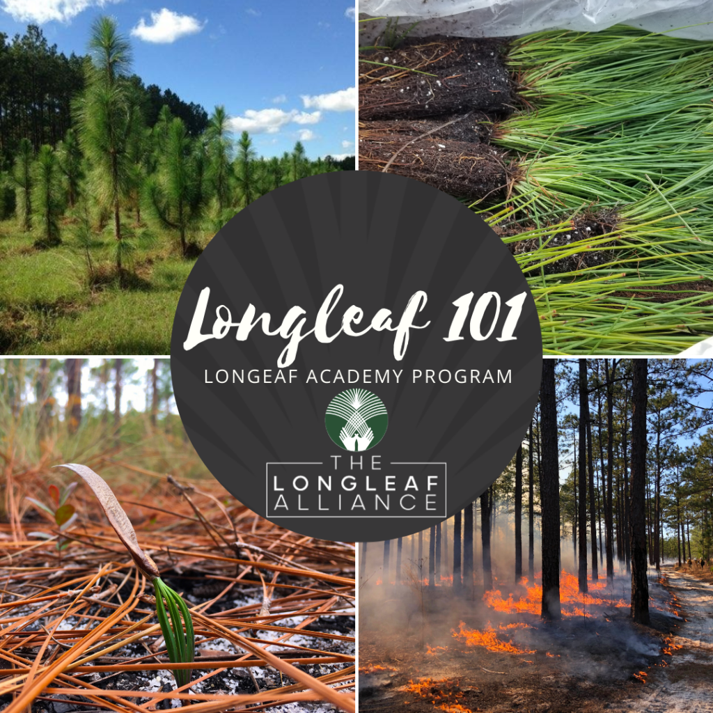 Longleaf 101 – North Carolina – The Longleaf Alliance