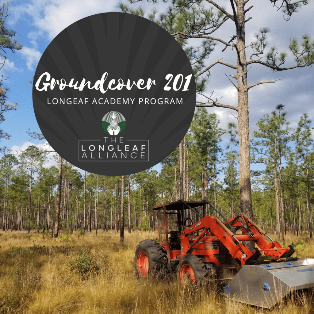 Groundcover Restoration Academy – The Longleaf Alliance
