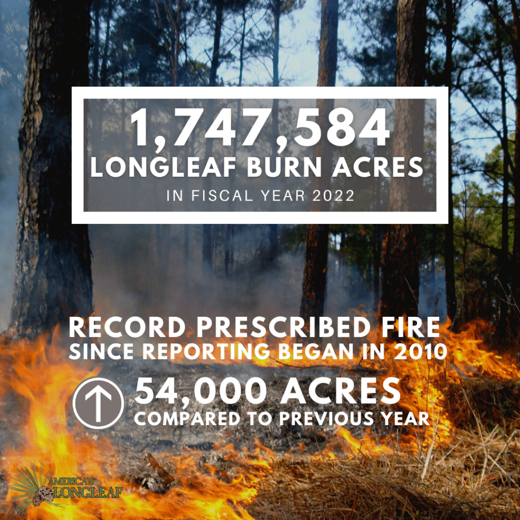Longleaf Partners Set Prescribed Fire Record in 2022 – The Longleaf ...
