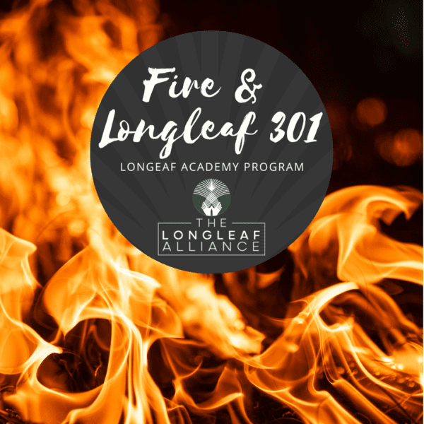 Fire & Longleaf 301: Advancing Fire Management Goals in Longleaf Ecosystems – The Longleaf Alliance