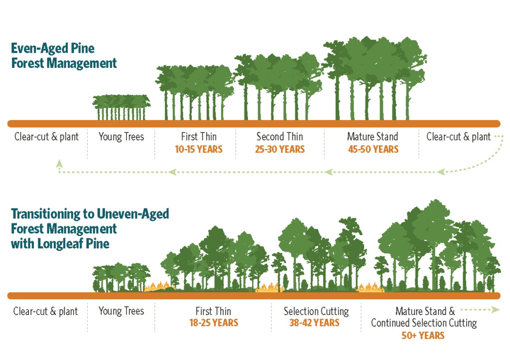 Managing Longleaf Forests for Our Future – The Longleaf Alliance
