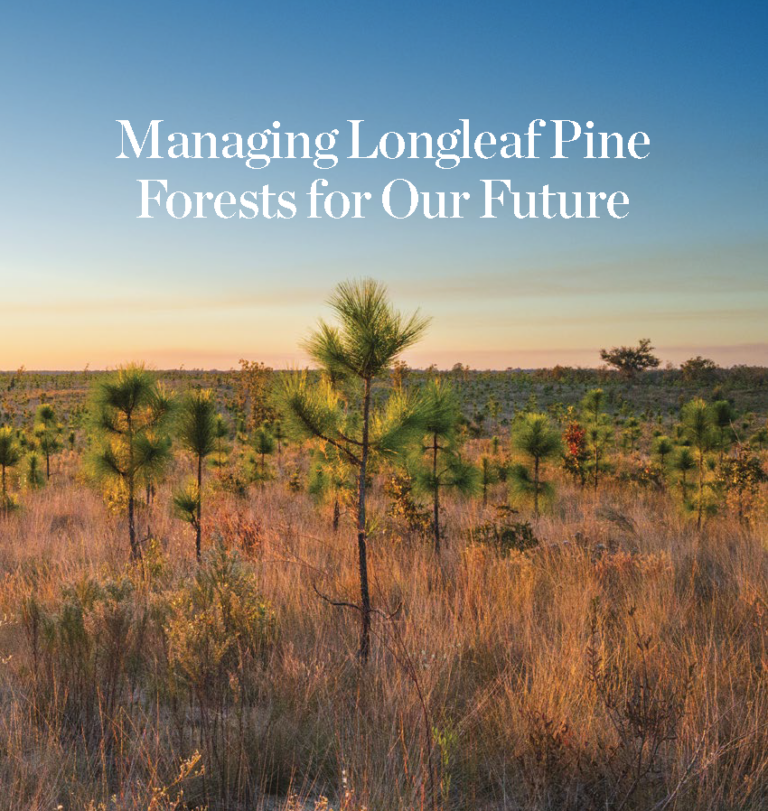 Managing Longleaf Forests for Our Future – The Longleaf Alliance