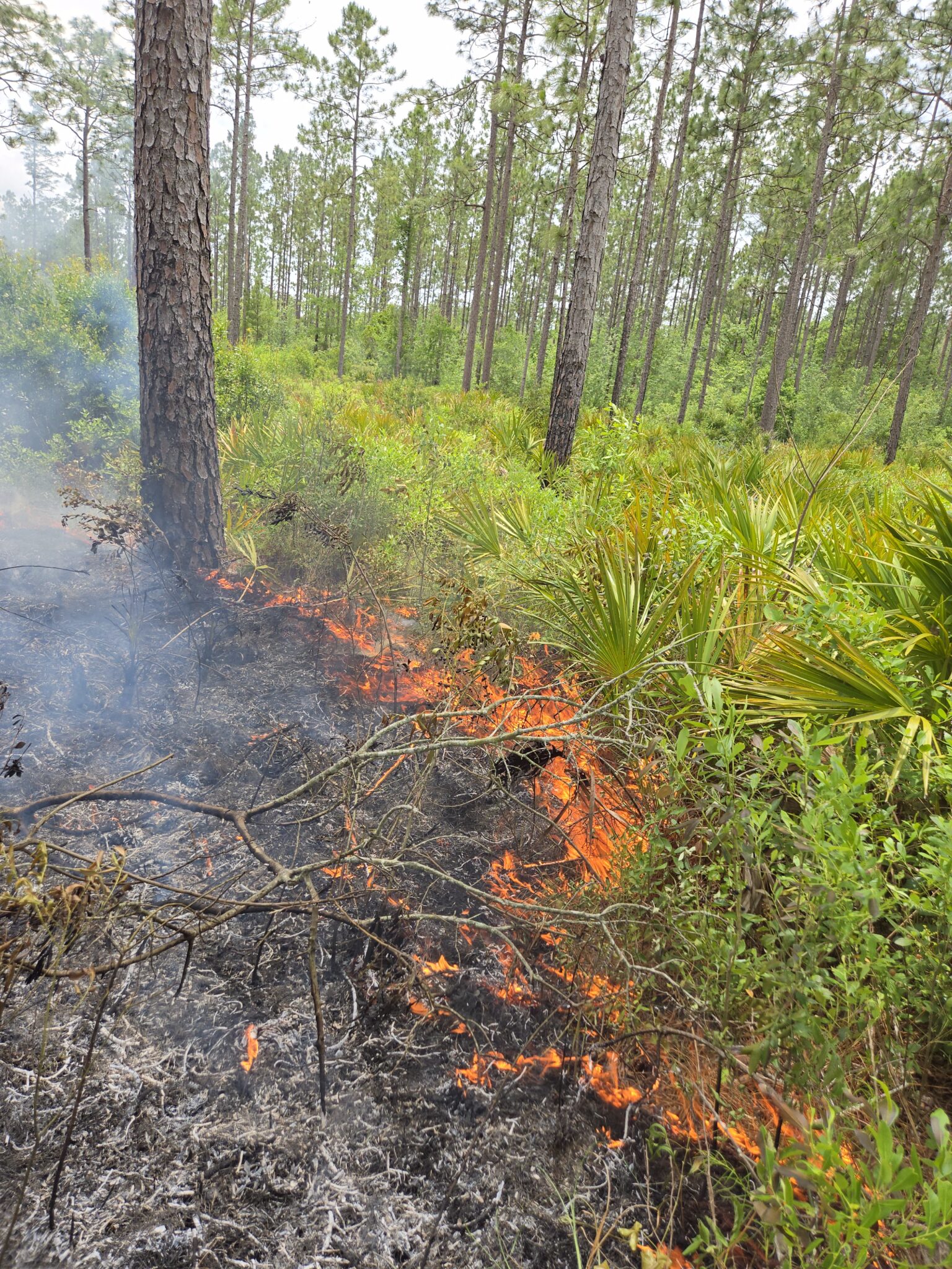 Anatomy of a Growing Season Burn – The Longleaf Alliance