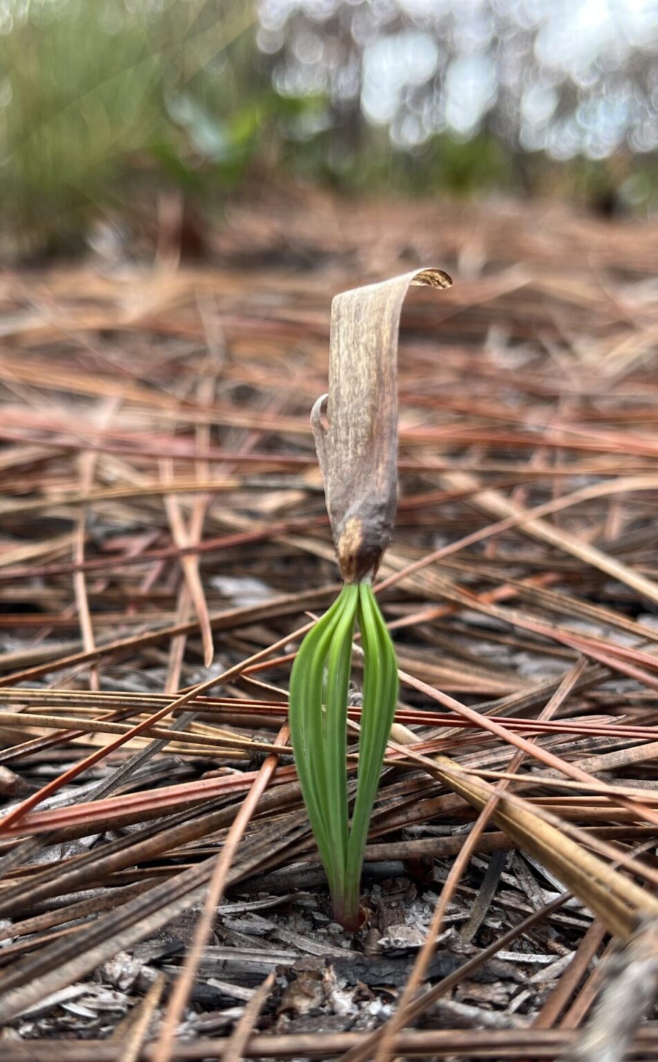 Cheers to 30 Years! – The Longleaf Alliance